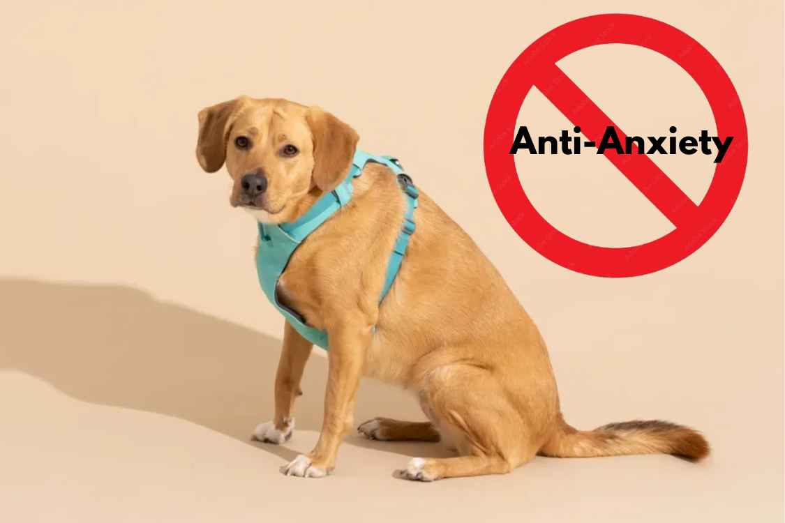 Medications That Help With Dog Aggression and Behavior Issues – Furry ...