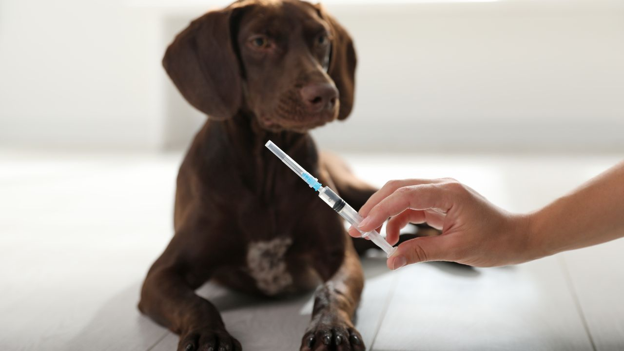 Medications That Help With Dog Aggression and Behavior Issues – Furry ...