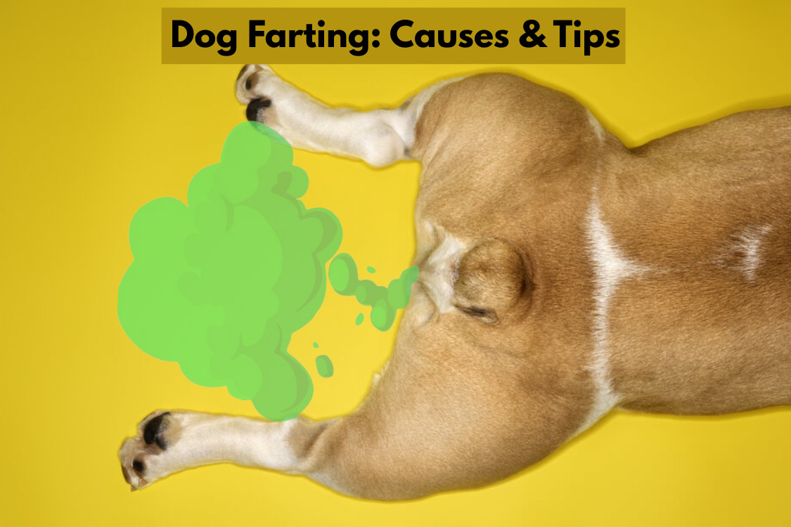 Why Is My Dog Farting So Much? Causes, Smelly Gas, and When to Call the ...